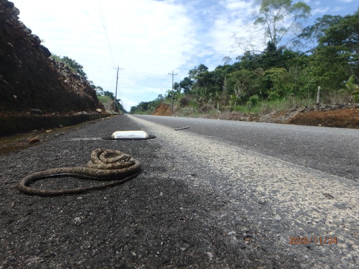 Nueva publicación científica: Riesgo de atropellamiento de reptiles ...