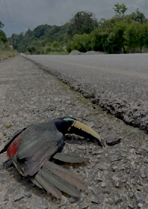 Nueva publicación científica sobre mortalidad de fauna silvestre en ...